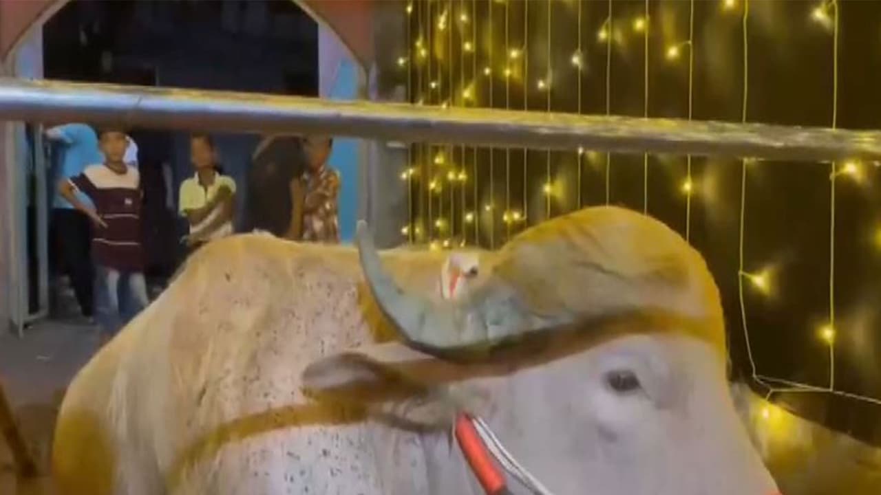 'Trump' lookalike albino buffalo in Bangladesh moves to Dhaka Zoo