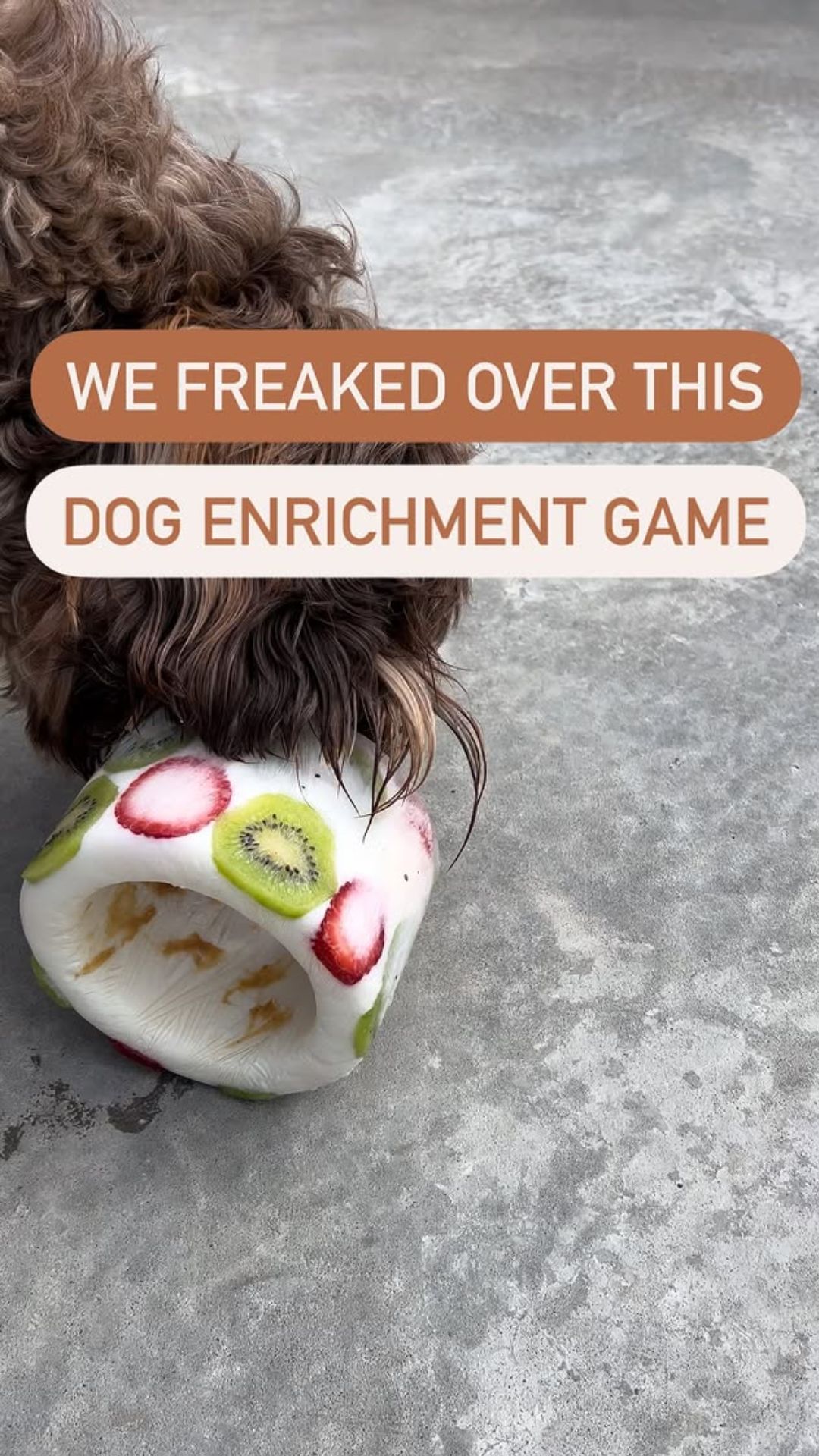 How to keep your dog engaged: Enrichment game fun