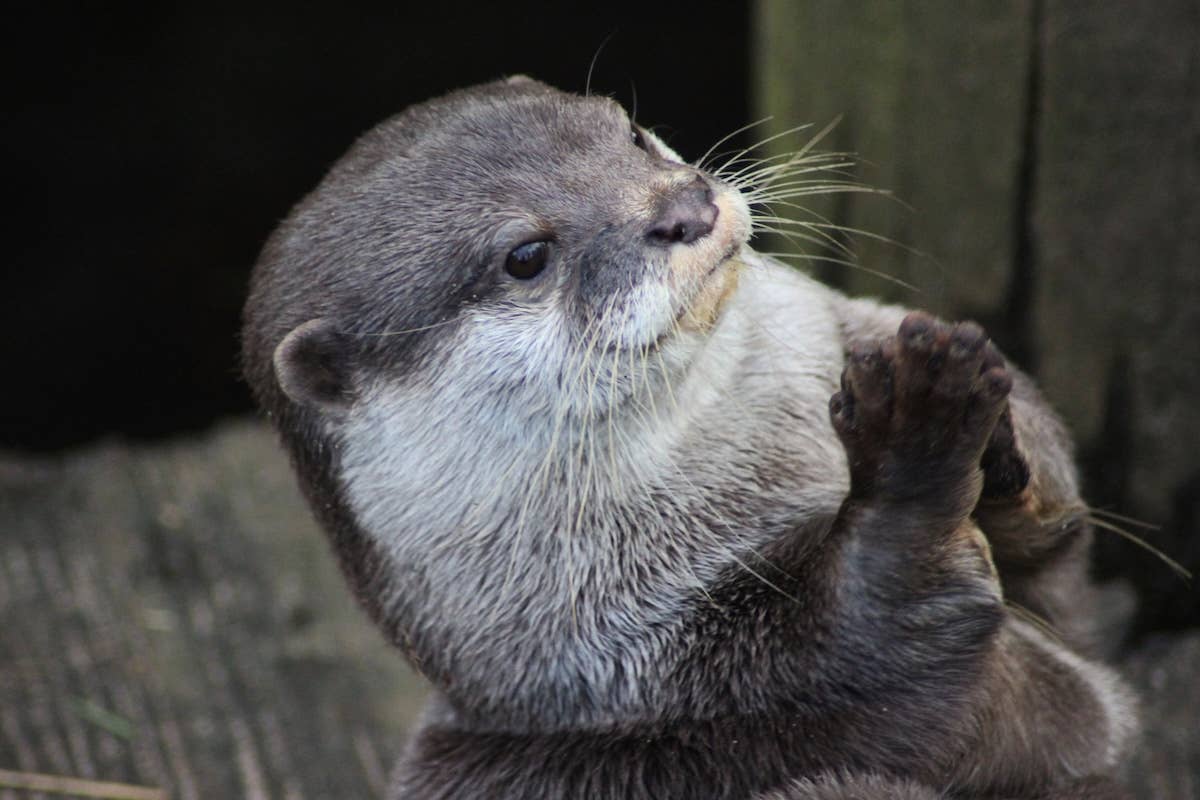 Watch Yoshi the otter swing joyfully on a rope at Indian Creek Zoo