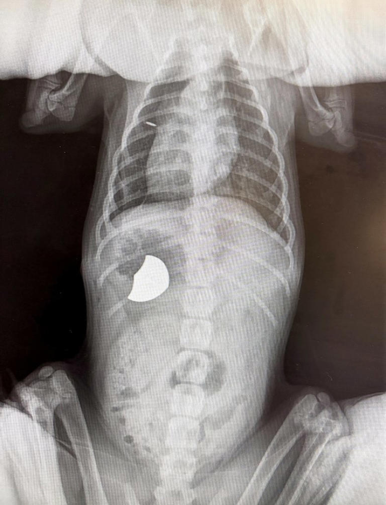 Puppy gets emergency surgery after swallowing metal badge