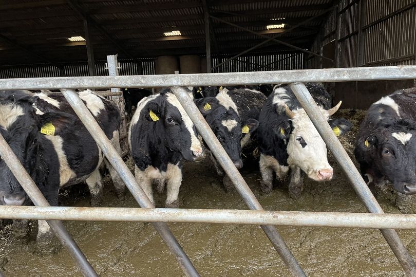 Farmer fined £10,000 and given five-year ban after baby cow almost died