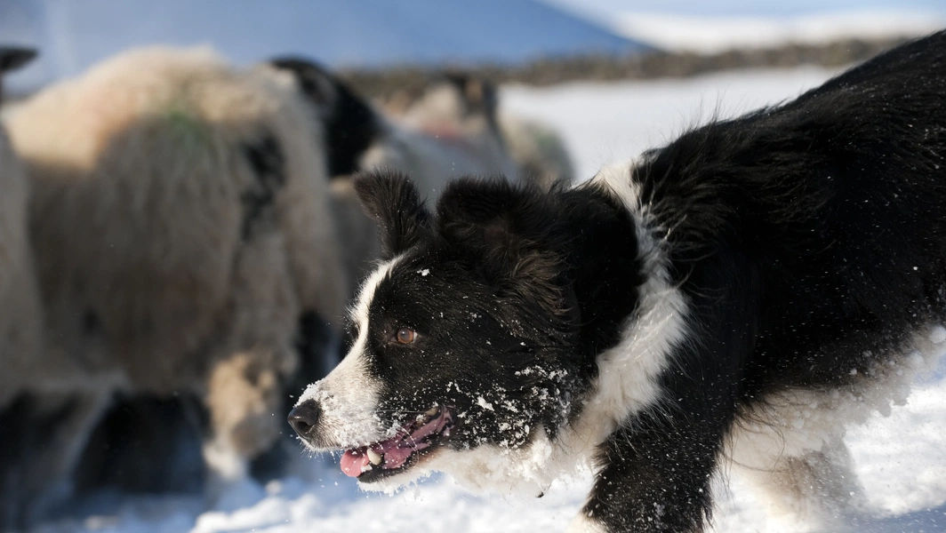 High-energy dog breeds for active lifestyles