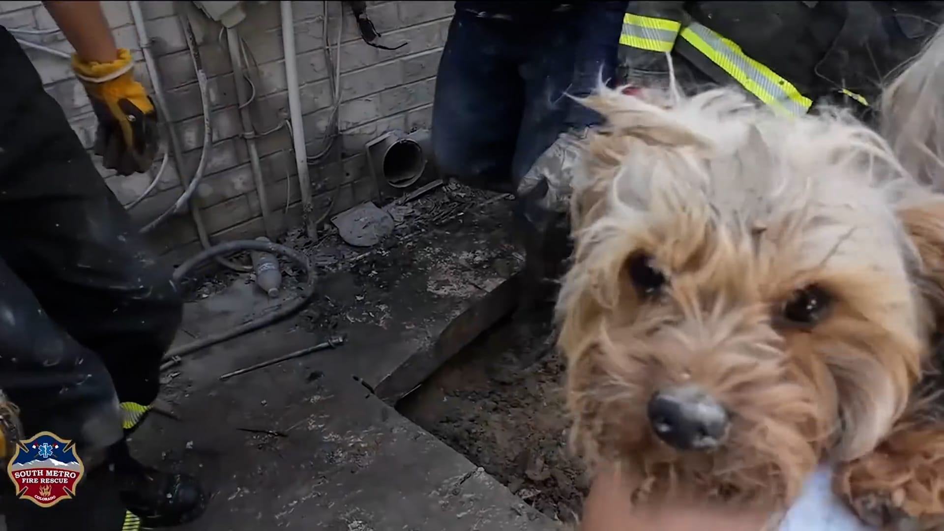 Tiny Yorkie trapped beneath family deck sparks dramatic rescue