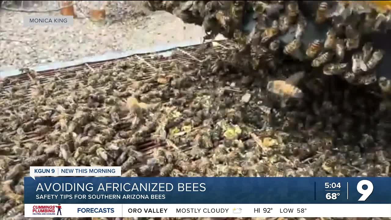 Bee attacks bring up safety awareness around Africanized bees
