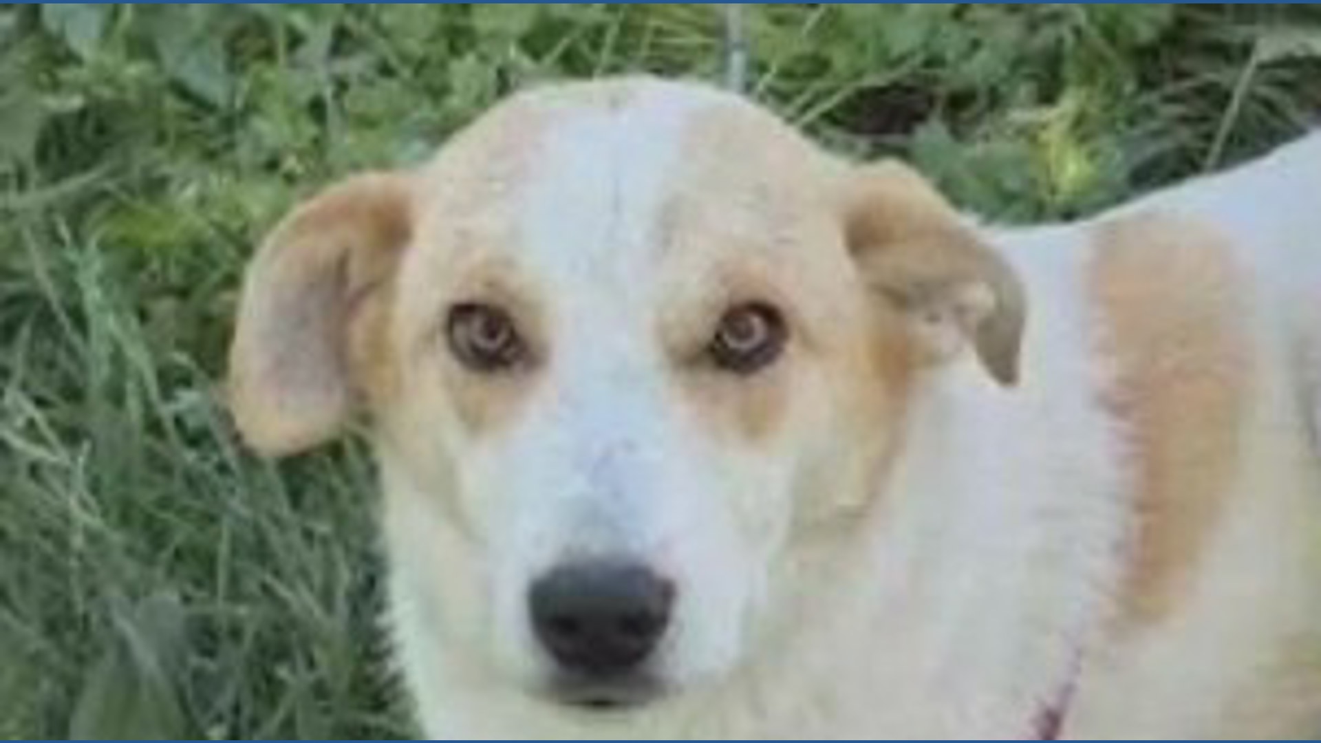 Pet for adoption: Meet Cary Grant!
