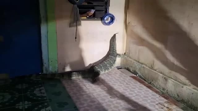 Giant monitor lizard sparks panic as villagers join rescue team to ...