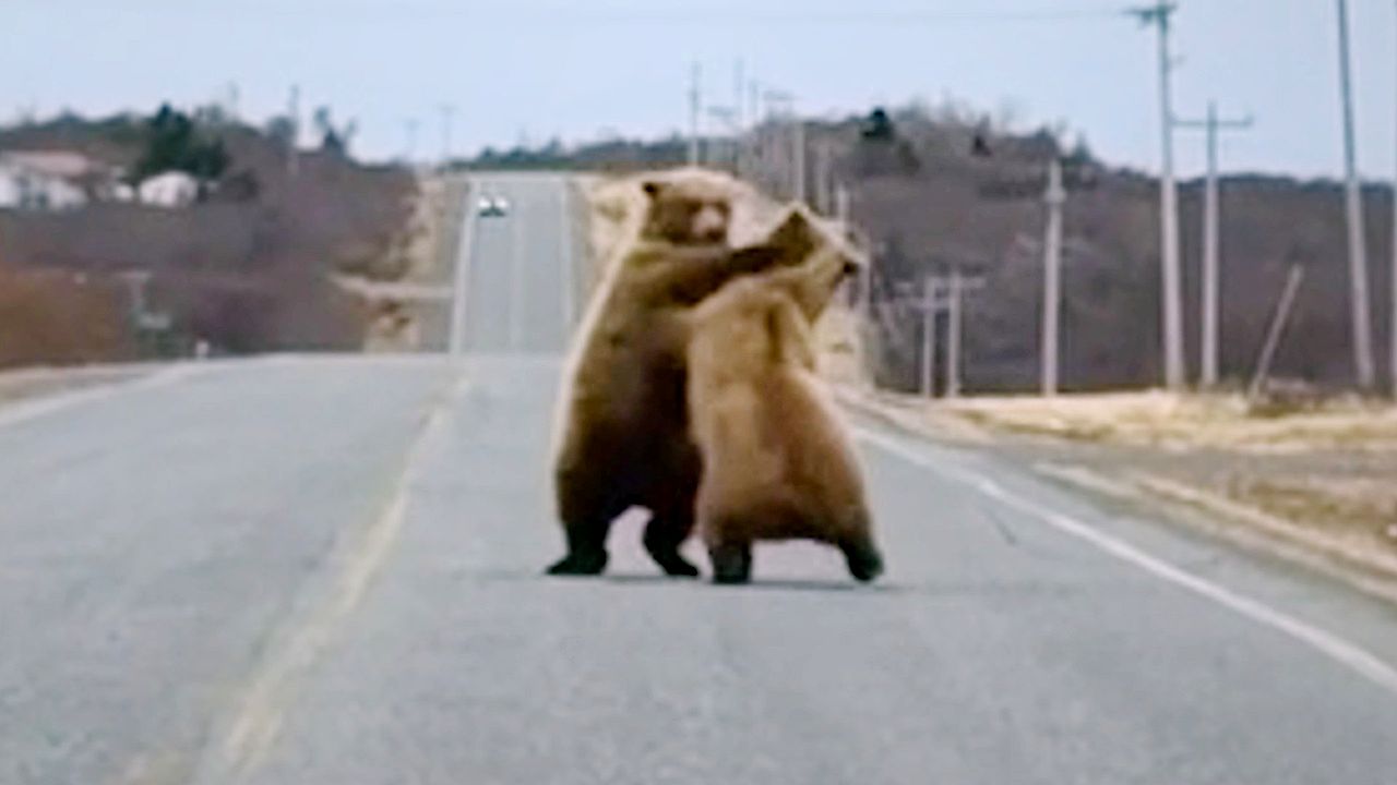 Two bear cubs turn Alaska road into a wrestling ring