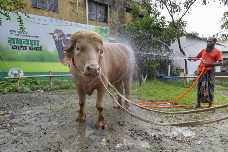Albino buffalo named 'Donald Trump' for his hair is spared from sacrifice