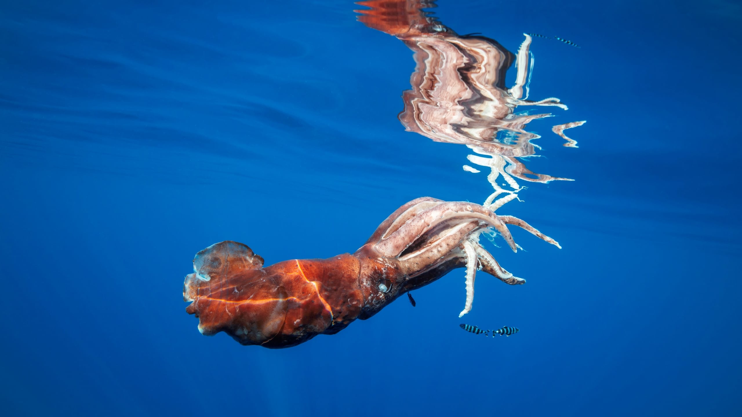 Real-life creatures that sparked enduring cultural ghost stories