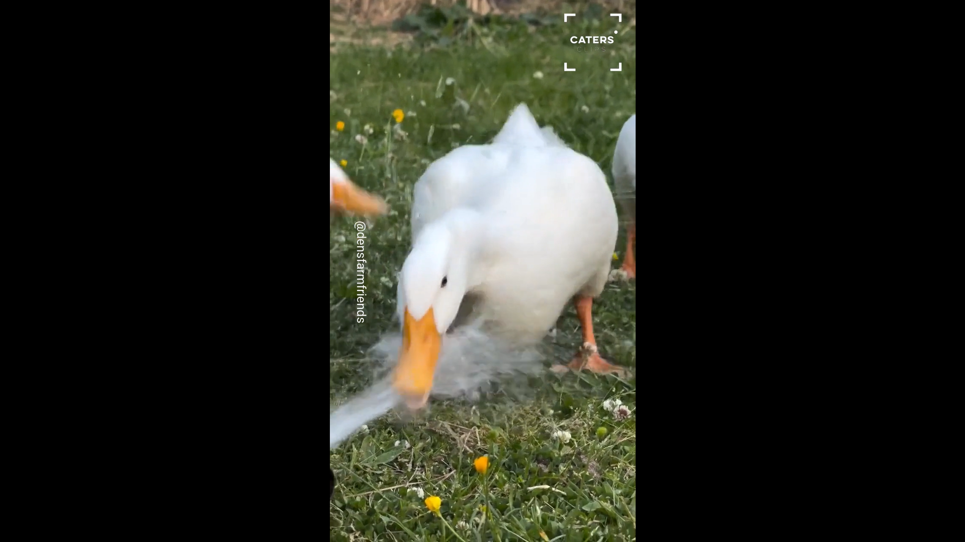 Thirsty ducks battle powerful hose in hilarious moment in New Jersey