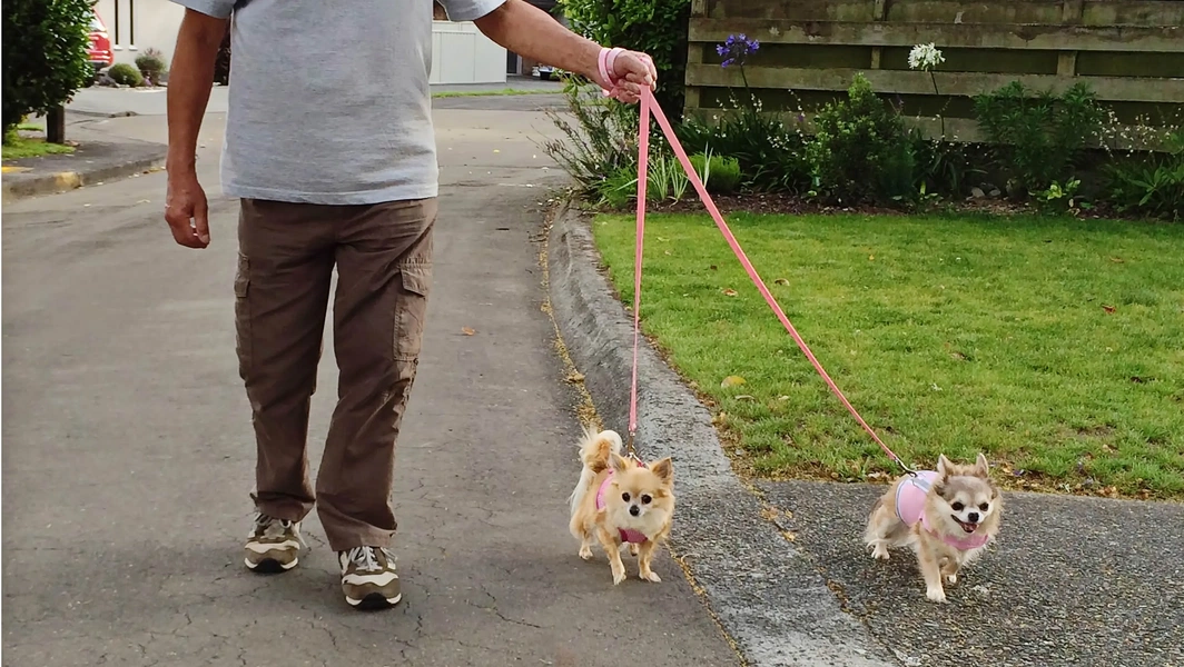 Small dog breeds that fit busy lives