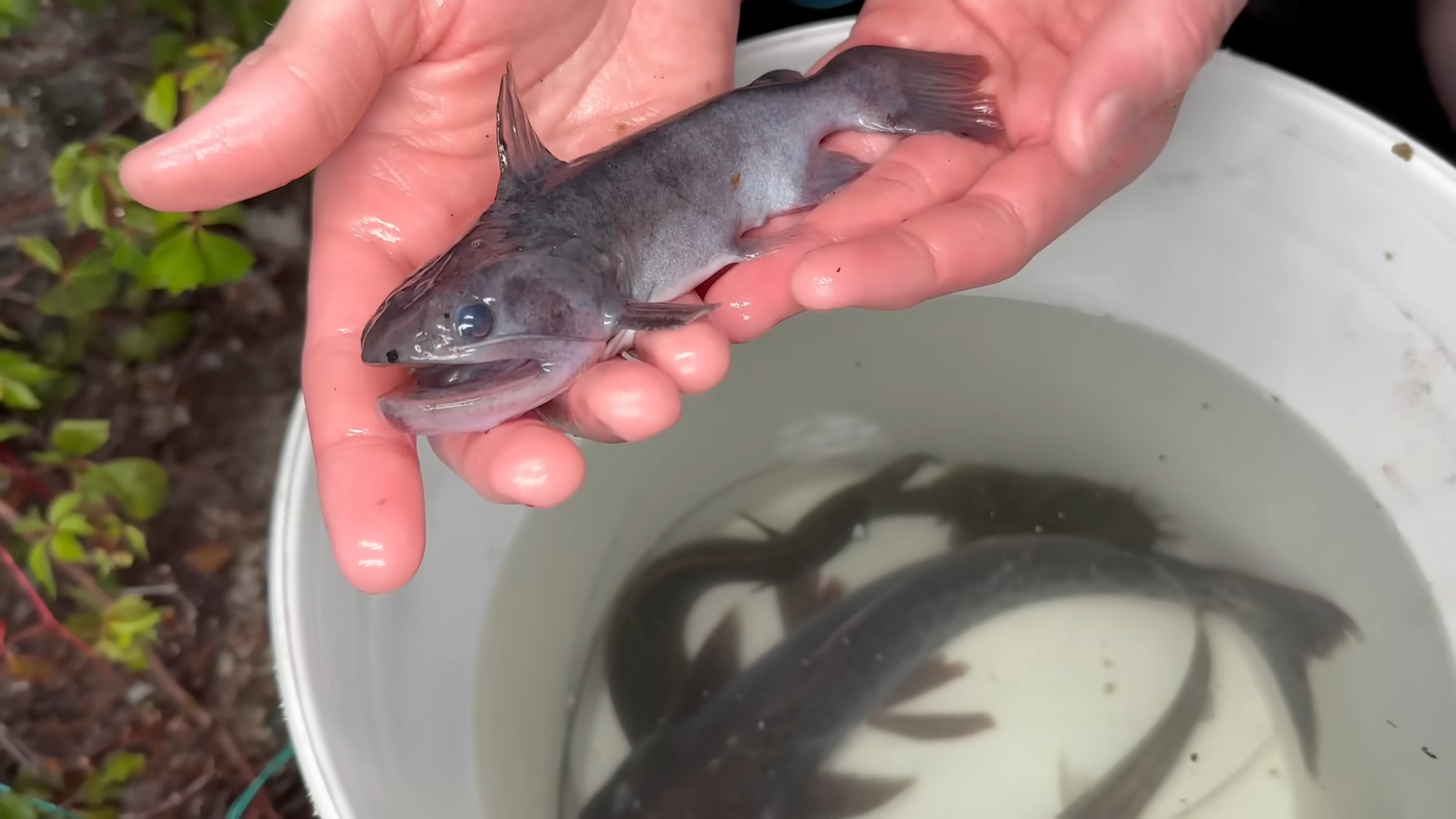 They thought it was just an abandoned pool until a dinosaur fish showed ...