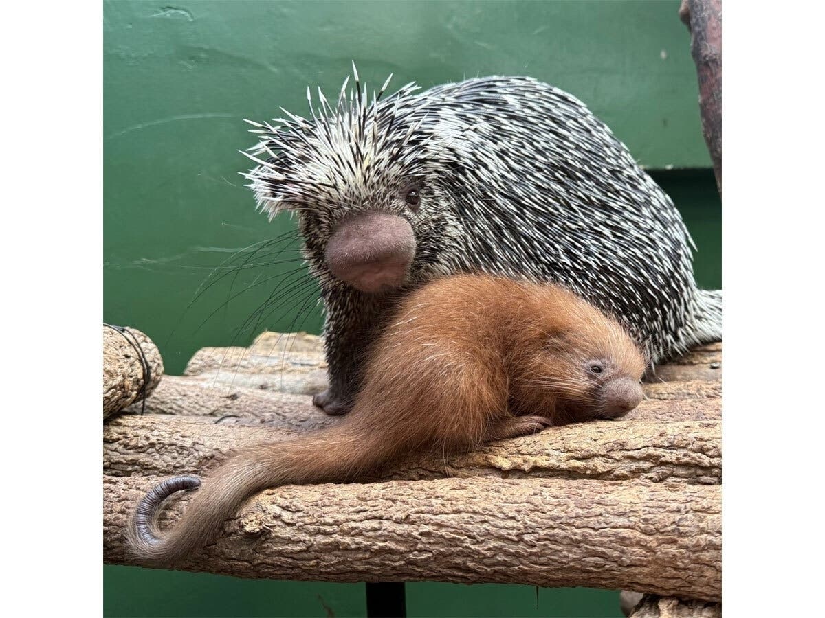New porcupette born at Smithsonian’s National Zoo in DC