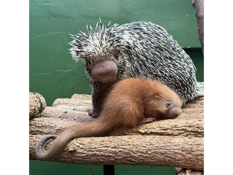 New porcupette born at Smithsonian’s National Zoo in DC