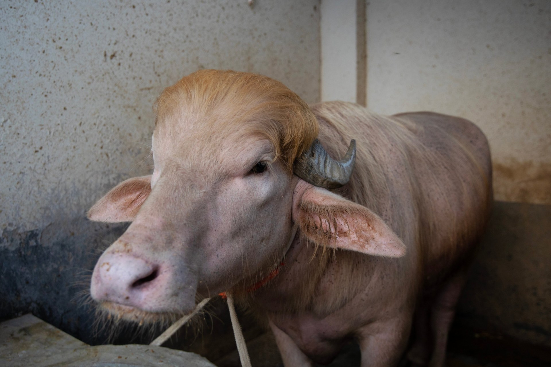 Albino buffalo named 'Donald Trump' for his hair is spared from sacrifice