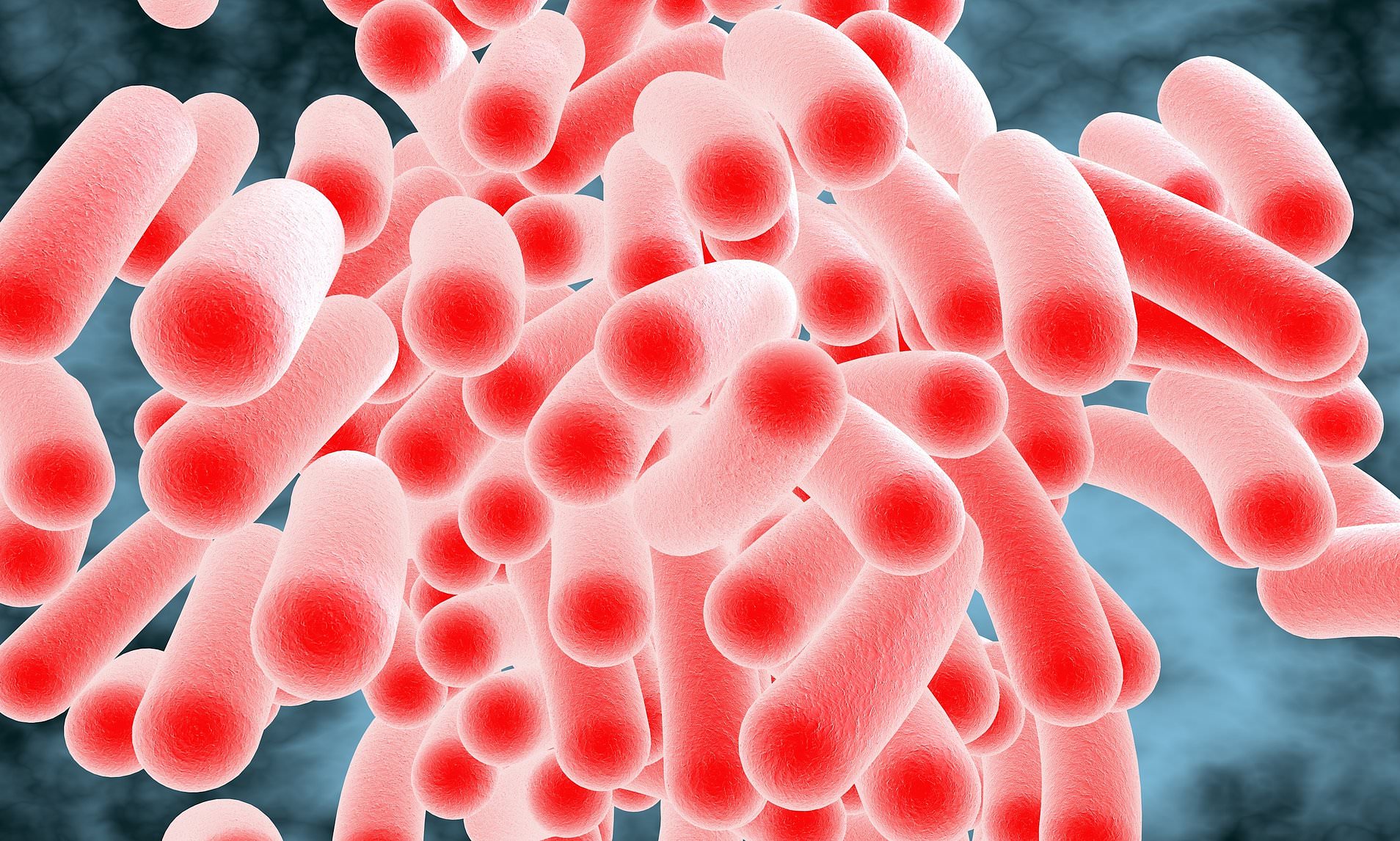 Health chiefs tell diners to check restaurant hygiene ratings as ...