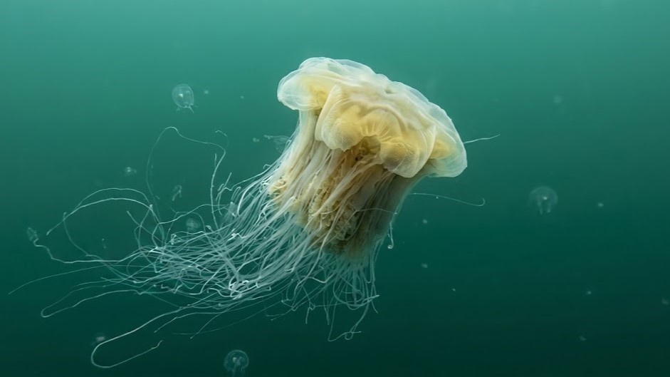 A 10-year-old boy was stung 50 meters from shore - then his body ...