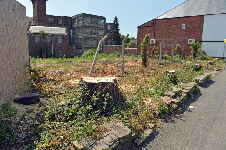 Sadness after prominent trees felled at historic Chesterfield garden ...
