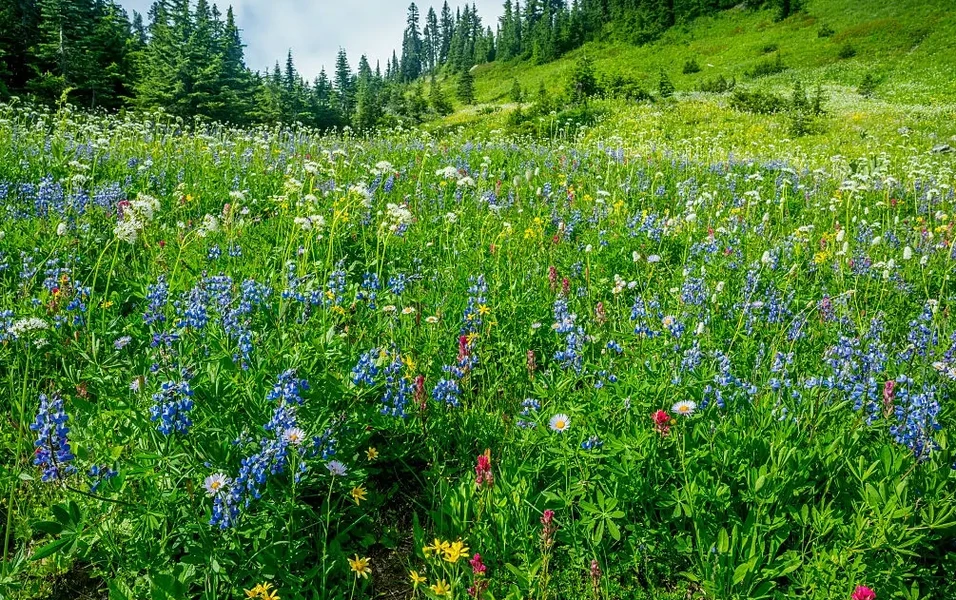 Experts urge urgent action to protect native wildflowers