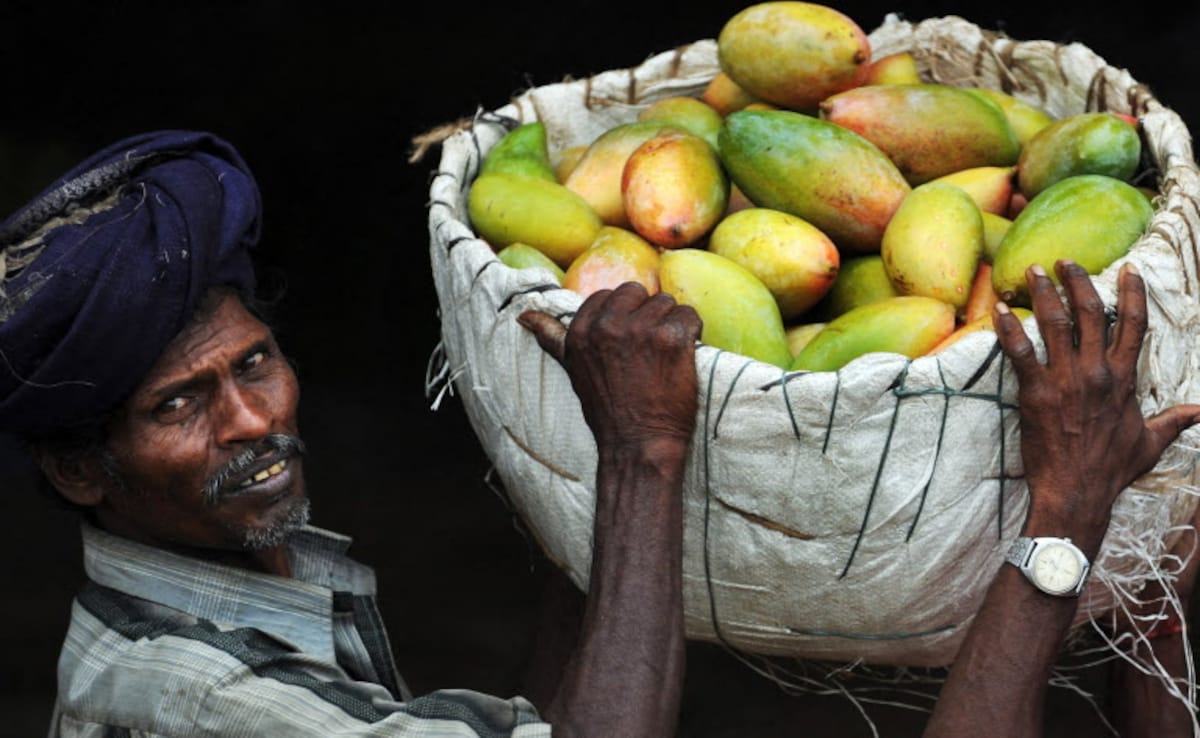 Japan bans Indian mangoes after 20 years. Food officials found this