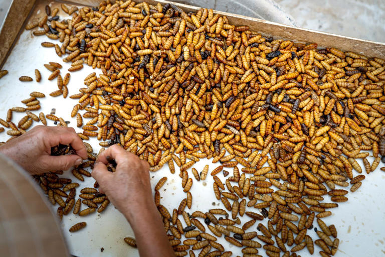 Insectenburgers een duurzaam alternatief voor vlees? Vergeet het maar