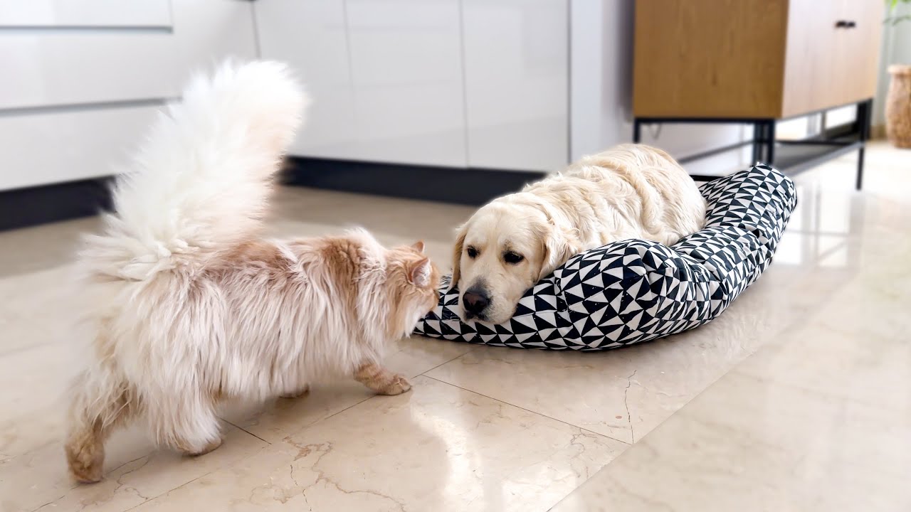 Curious cat inspects a golden retriever’s cozy bed