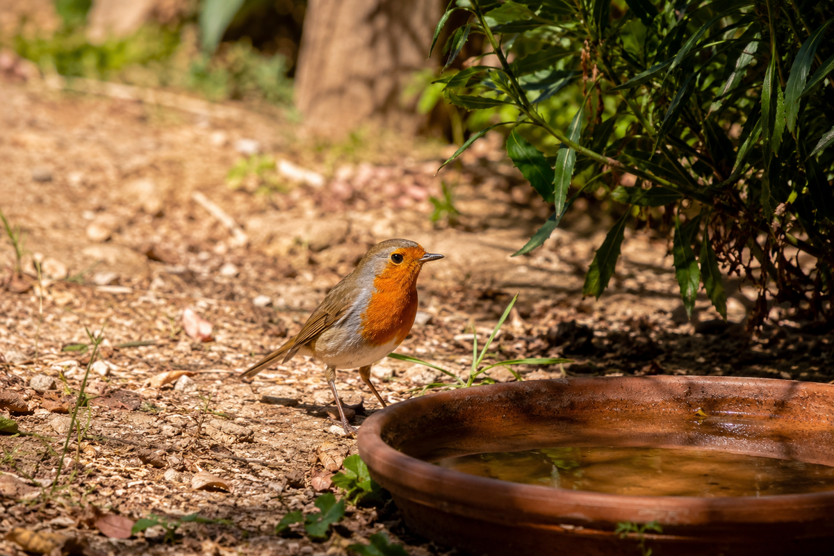 Rouge-gorge assoiffé : l’erreur que beaucoup font avec l’eau pendant ...