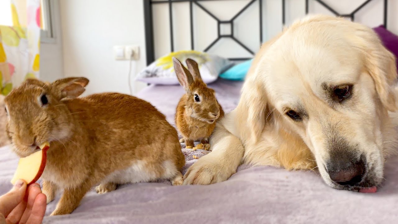 Golden retriever watches rabbits steal the snack show
