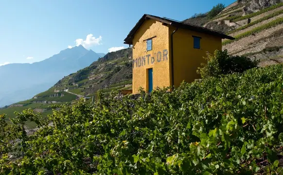 On connaît désormais le meilleur rosé de Suisse