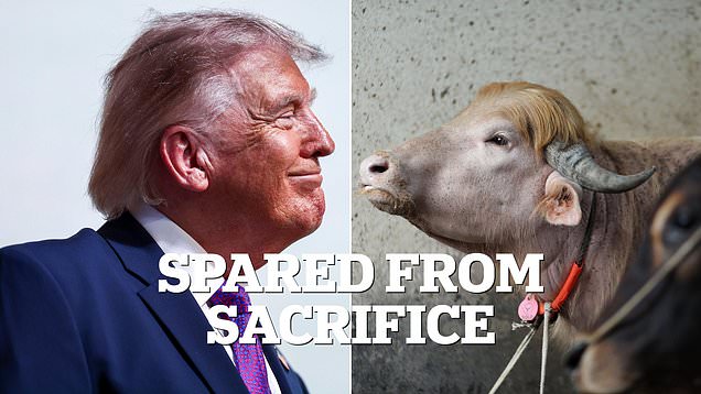 Buffalo spared from sacrifice because it looks like Donald Trump