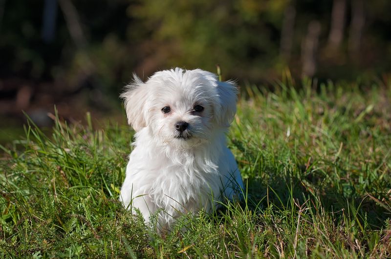13 incredibly affectionate dog breeds that love harder than most people do