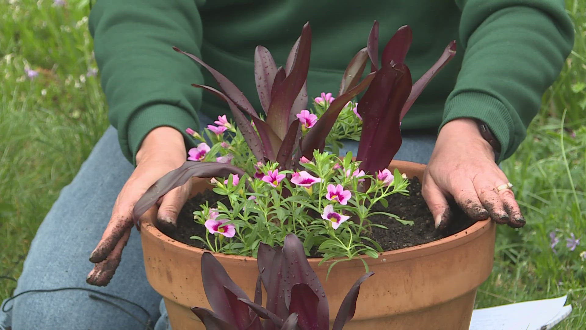 How to grow summer bulbs in pots | Gardening tips