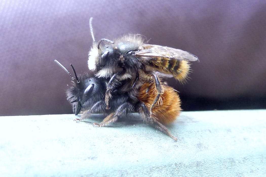 Comment les vagues de chaleur perturbent la vie sexuelle des abeilles
