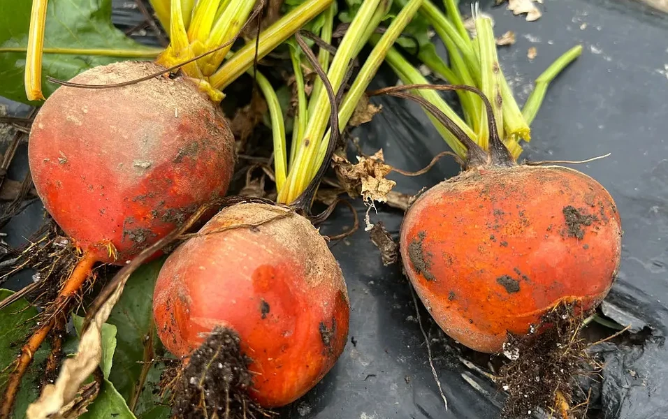 Beet juice hacks for your heart and workouts