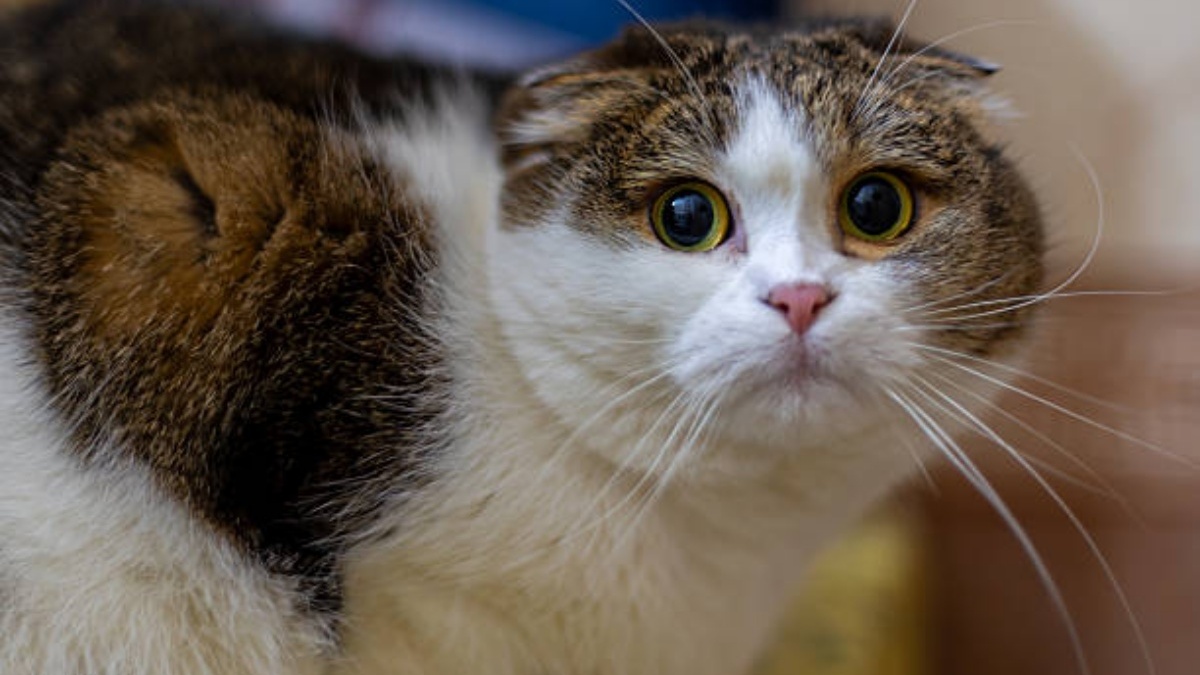 How to care for your kitten into adulthood: 8 key things you should know