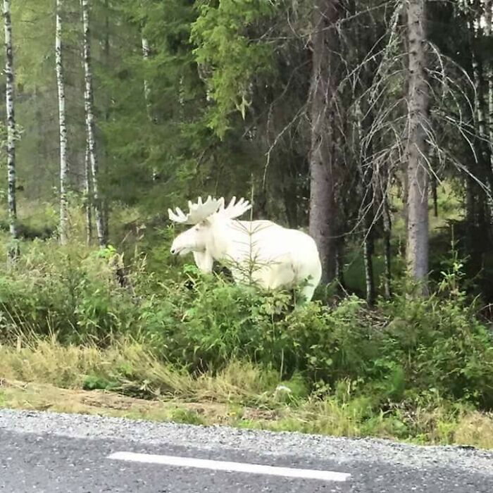 49 times people found something wild while strolling through the forest