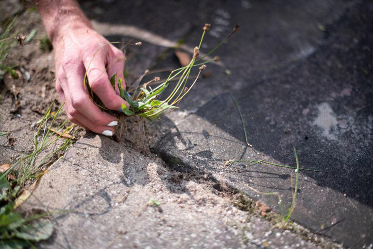 Weeds on patio will vanish if you sprinkle one ingredient over cracks ...