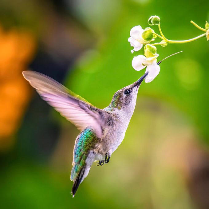 How to identify and attract a ruby-throated hummingbird