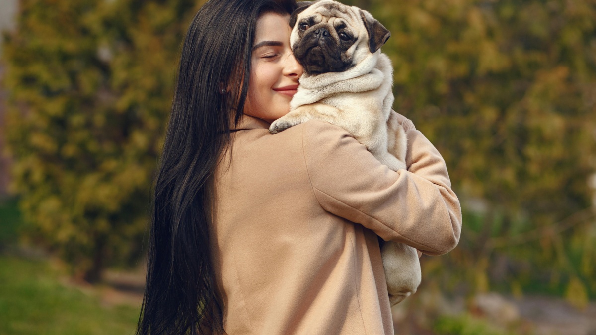 The ultimate cuddle buddies: 7 lapdogs that officially have no concept ...