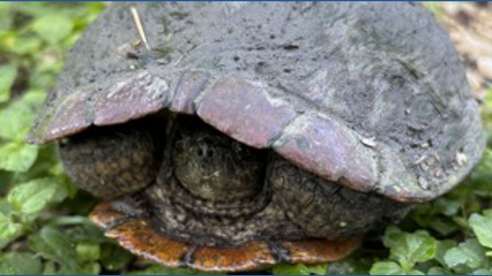 Critter cam: A visitor in the KENS 5 parking lot gets released in safer ...