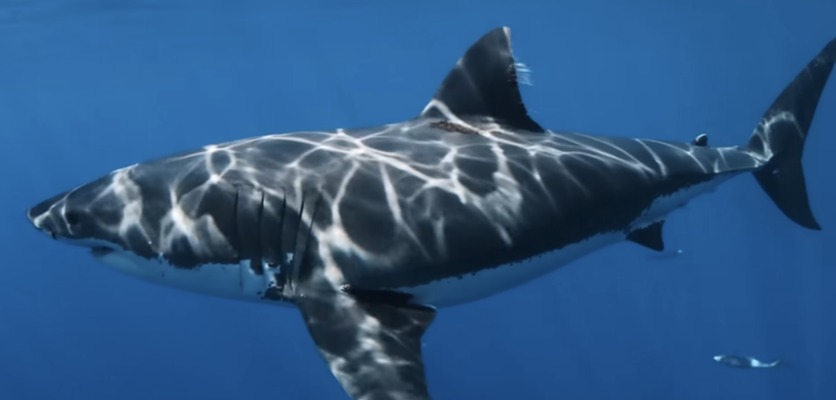 Ranking the deadliest ocean predators