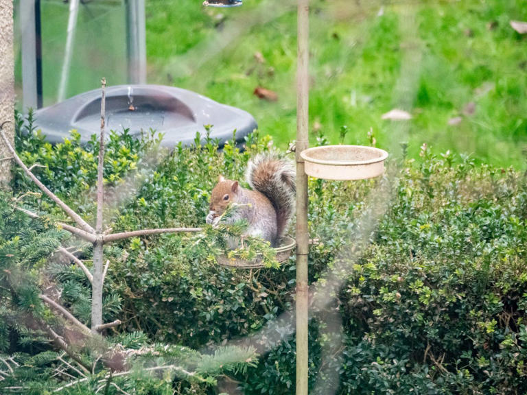 These 9 easy tricks will keep squirrels from coming back to ruin your yard