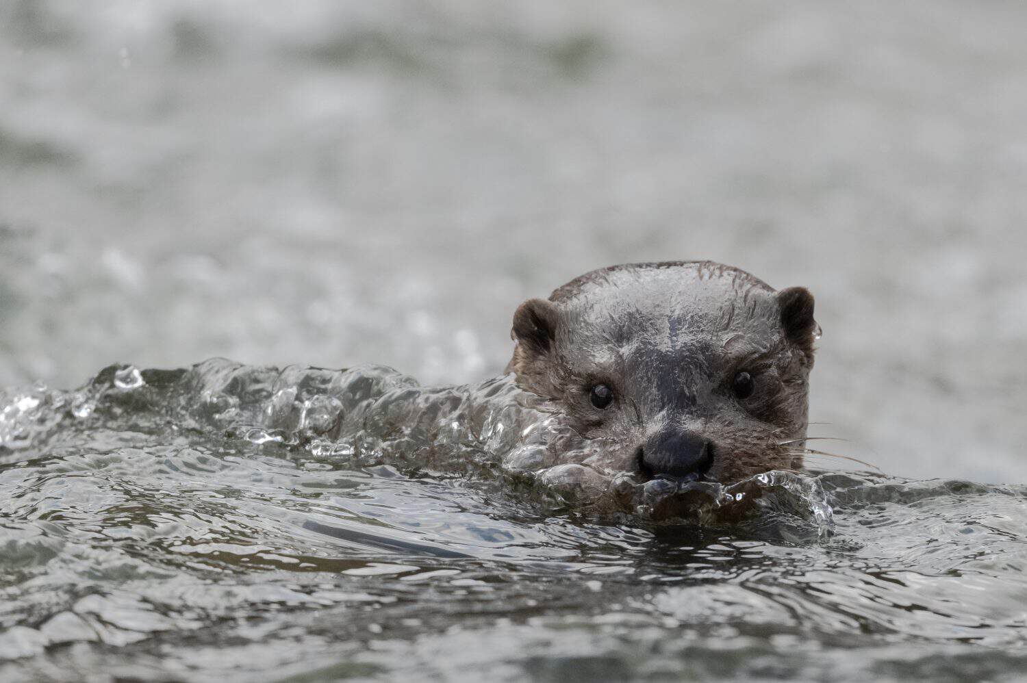 The last wild Japanese otter was photographed in 1979. Then it was gone.