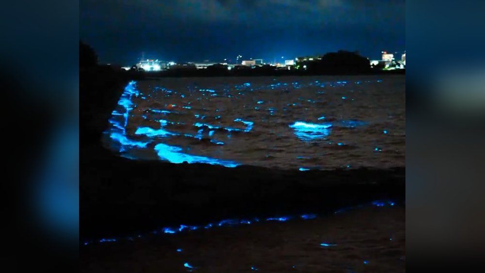 Rare natural phenomenon: waves glow neon blue