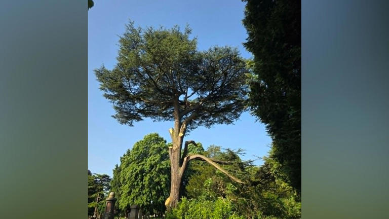Reprieve for nesting hawks as tree felling halted