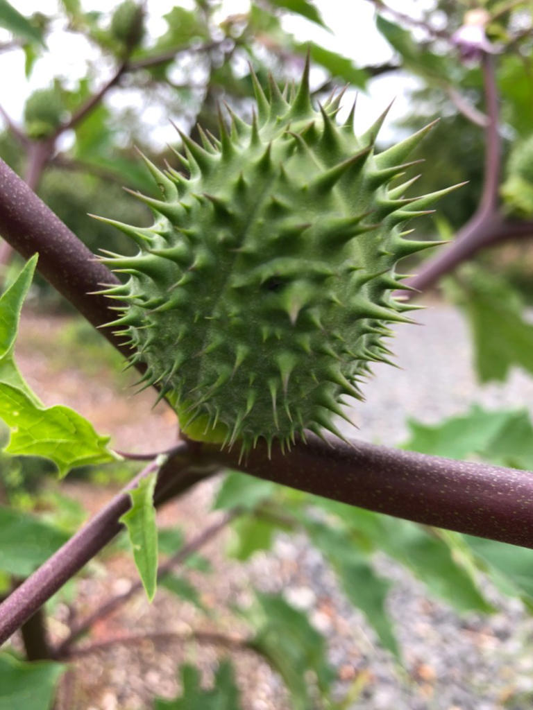 Poisonous invasion: What is the 'devil’s trumpet' harming crops in Iraq?