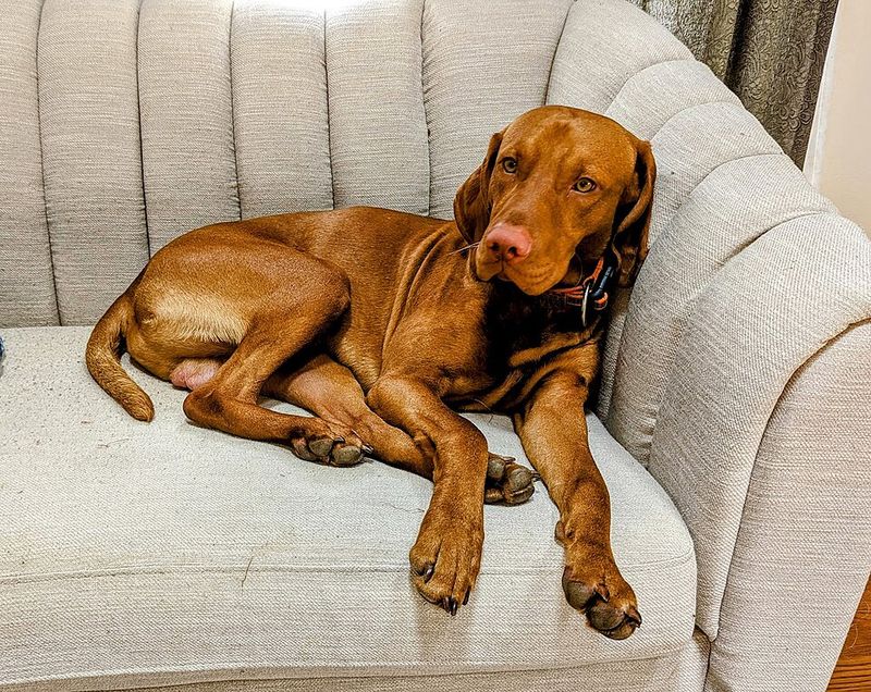 15 fiercely loyal dog breeds that would never willingly leave your side