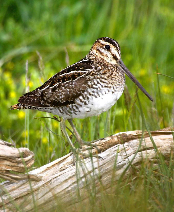 Quiz: How many shorebirds can you identify?