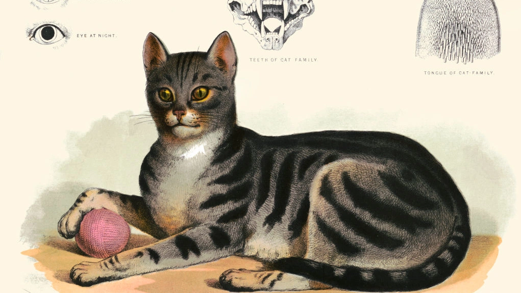 Understanding your cat’s secret social life