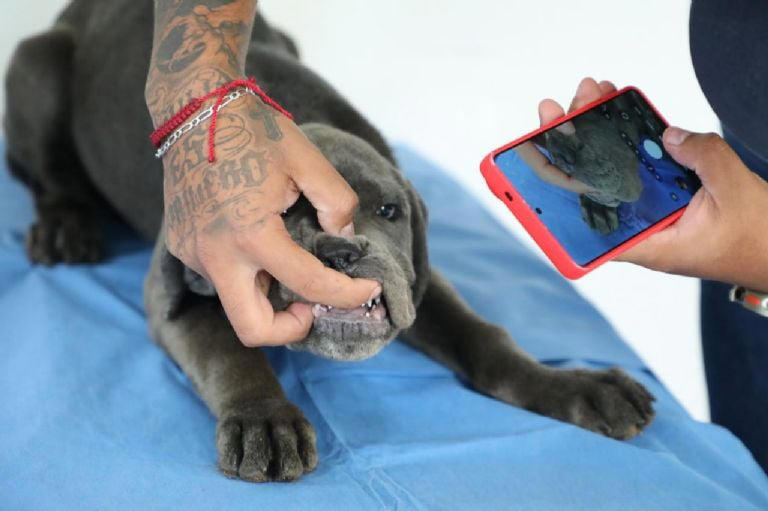 FGE investiga venta ilegal de seres sintientes; rescatan a 8 cachorros ...